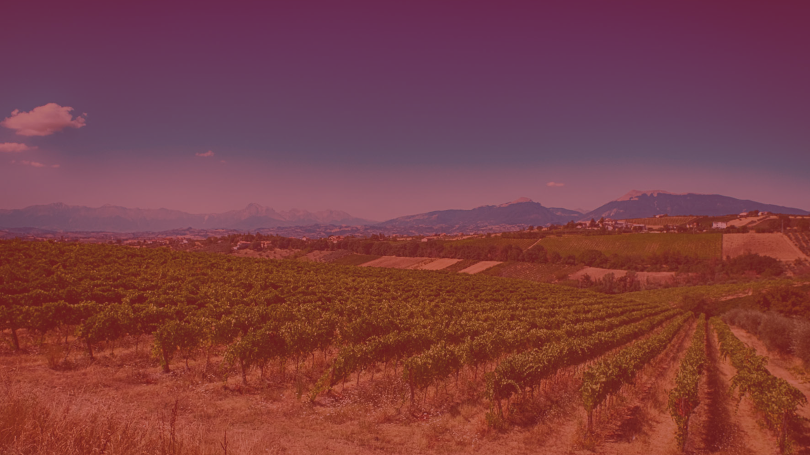 Le Marche’s most historic vineyards - Latinas Wine Club Inc.